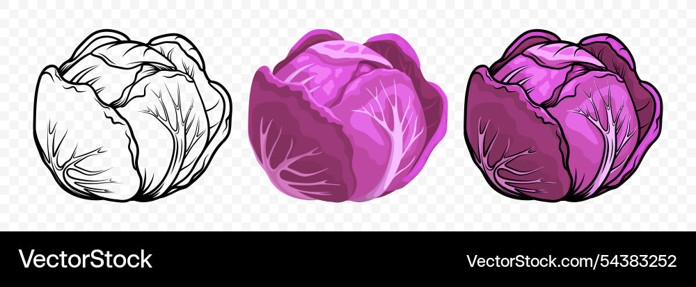 Flat cartoon style cabbage set detailed Royalty Free Vector