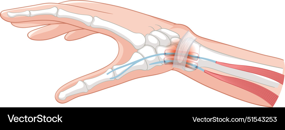 Detailed of hand bones and tendons Royalty Free Vector Image