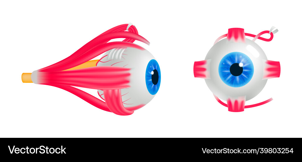 Human eyeball anatomy set Royalty Free Vector Image