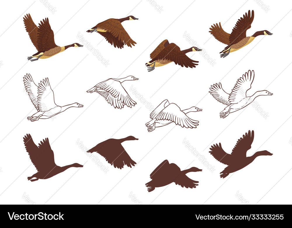 Flight poses a goose Royalty Free Vector Image
