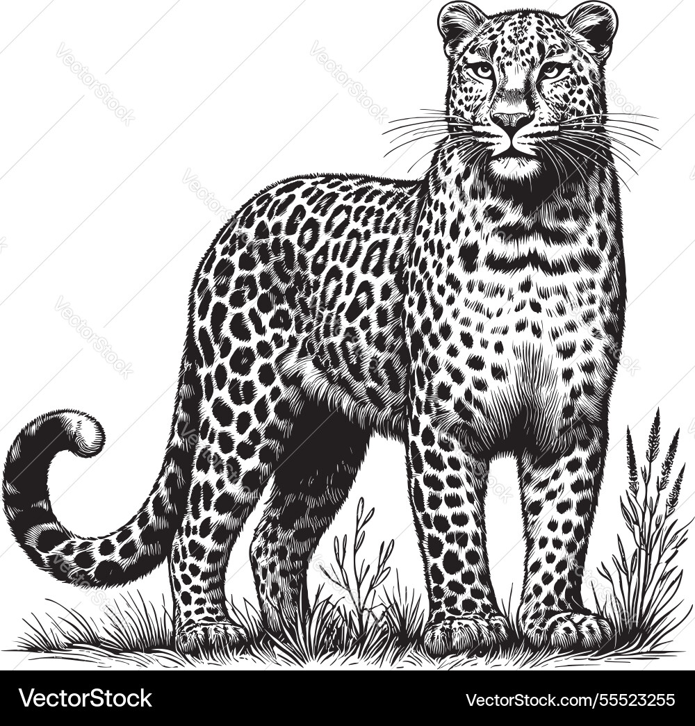 Leopard Royalty Free Vector Image - VectorStock