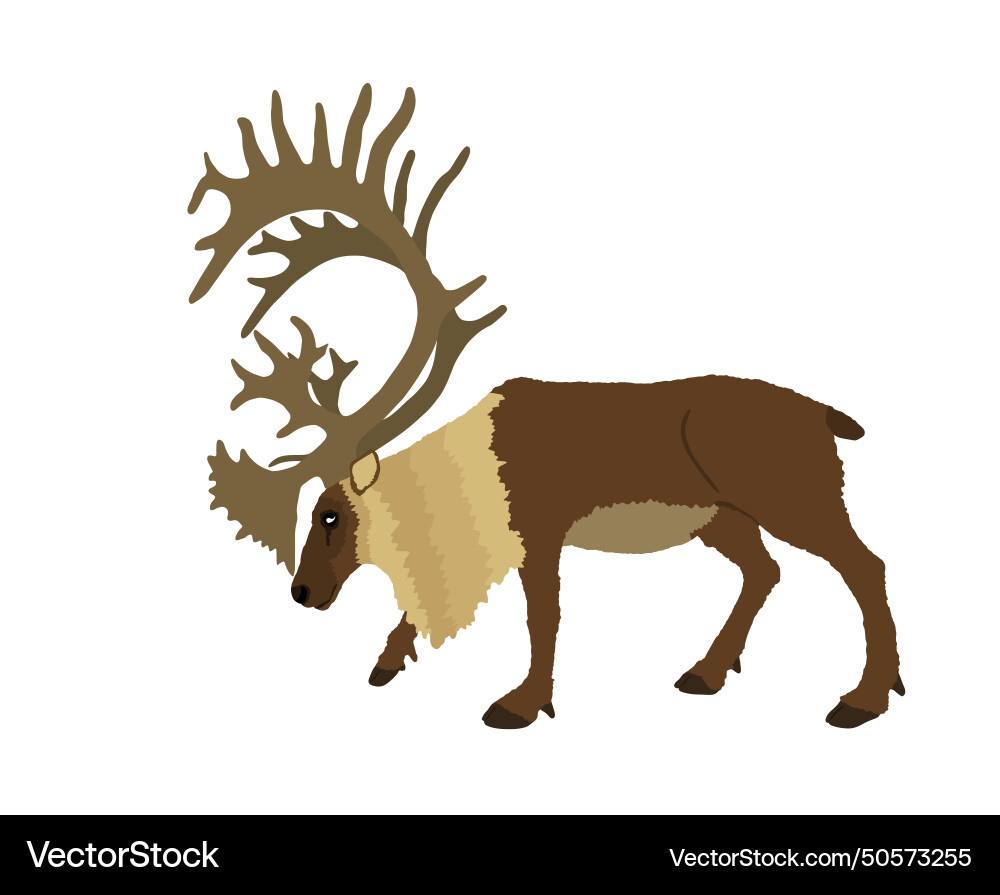 Reindeer isolated on white Royalty Free Vector Image