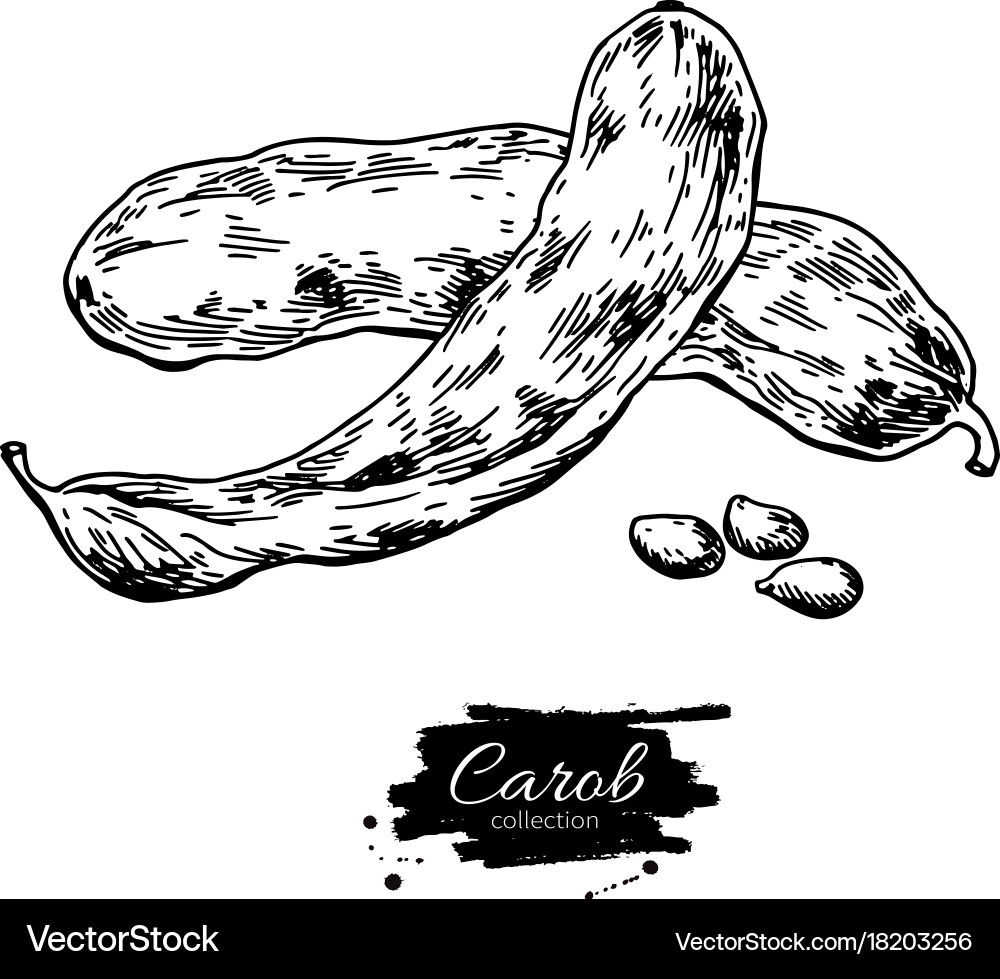 Carob superfood drawing isolated hand Royalty Free Vector