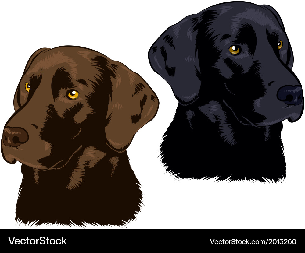 Black and Chocolate Labrador Retriever Royalty Free Vector