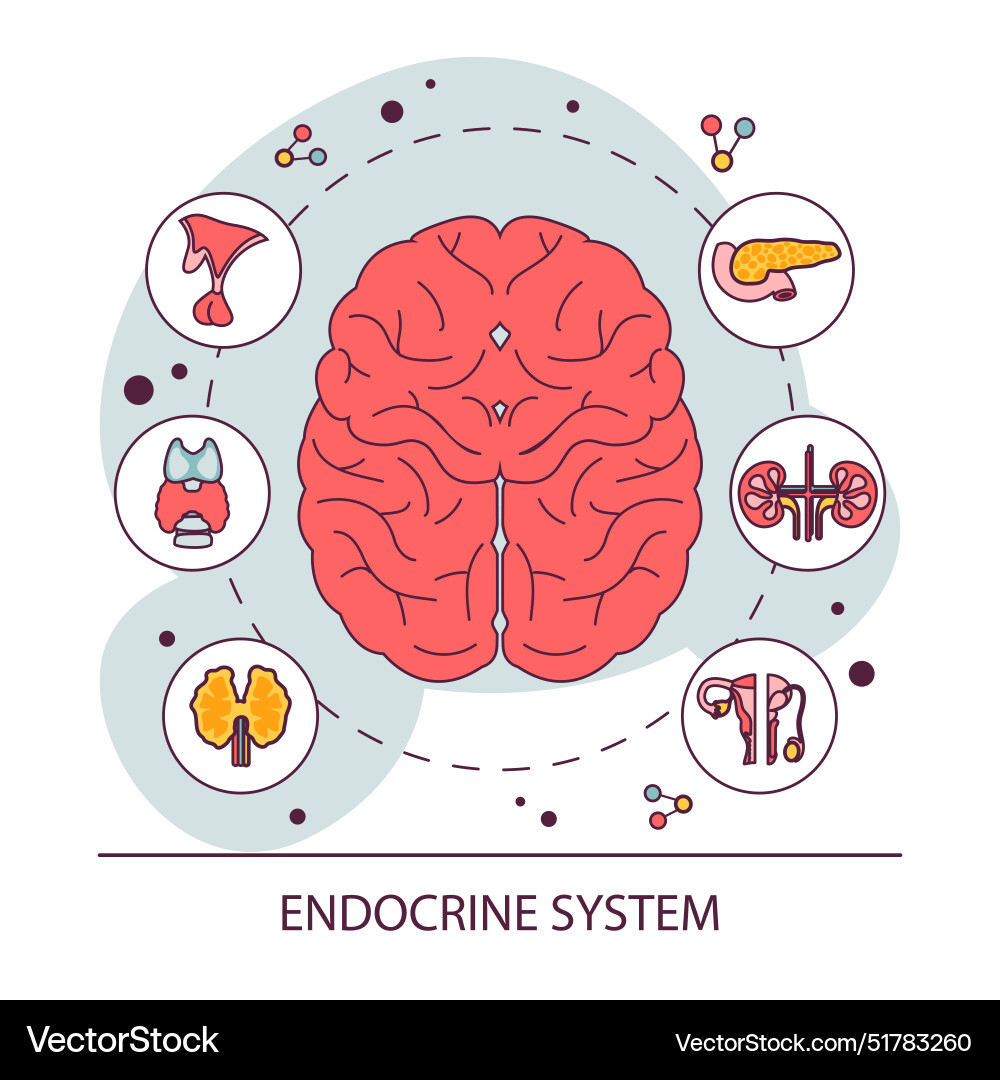 Endocrine system organ human gland function Vector Image