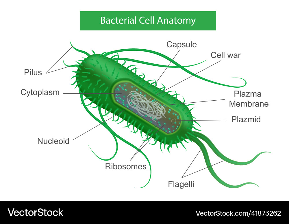 Bacterial Cell Anatomy