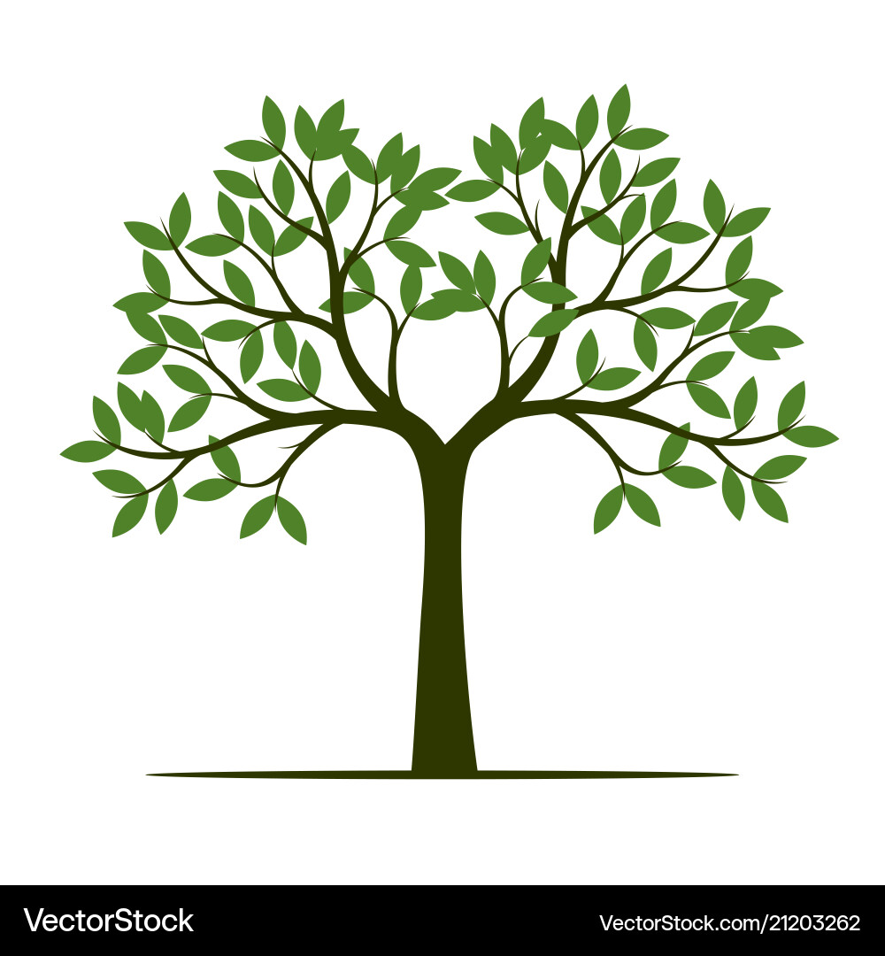 Green spring tree Royalty Free Vector Image - VectorStock