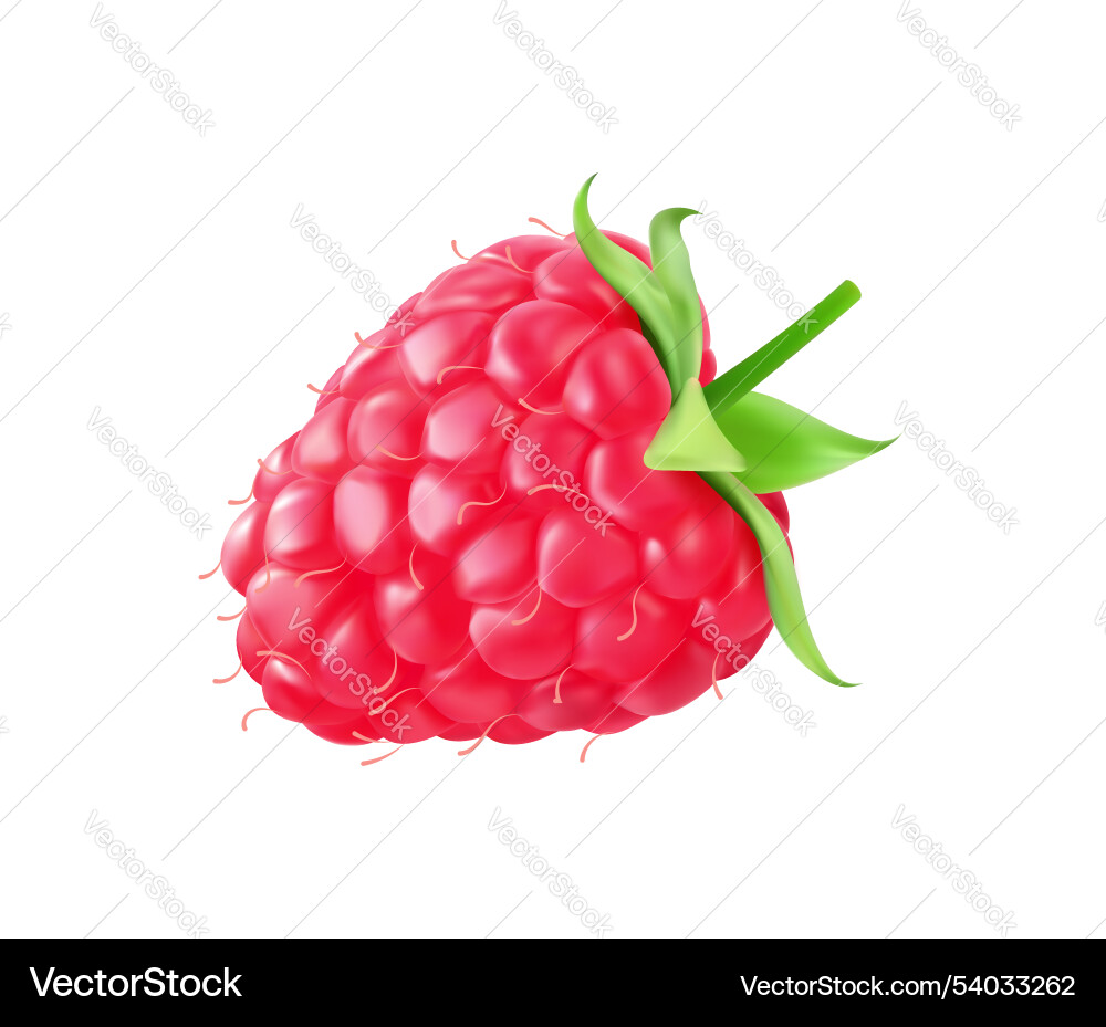 Realistic isolated 3d ripe raspberry berry fruit Vector Image