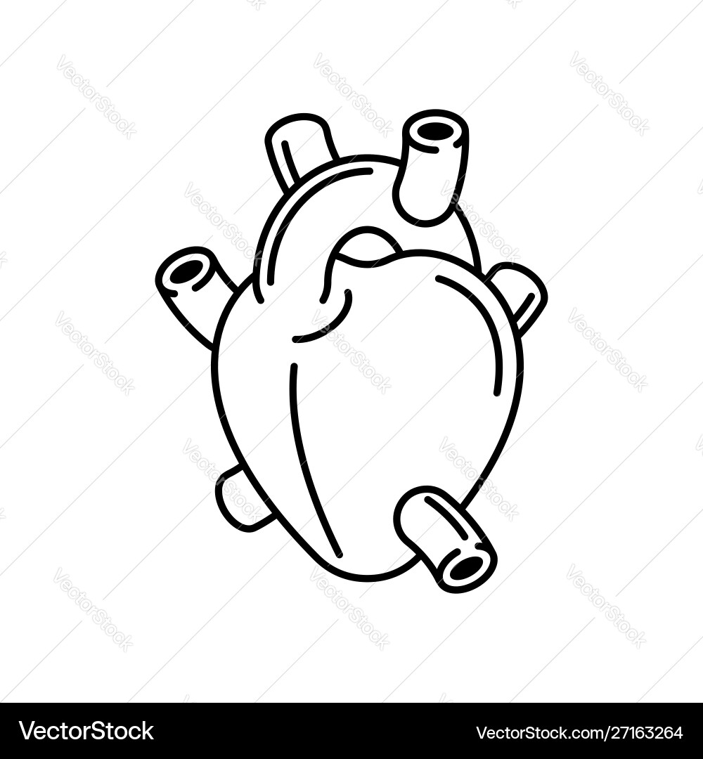 Heart anatomy organ linear style isolated Vector Image
