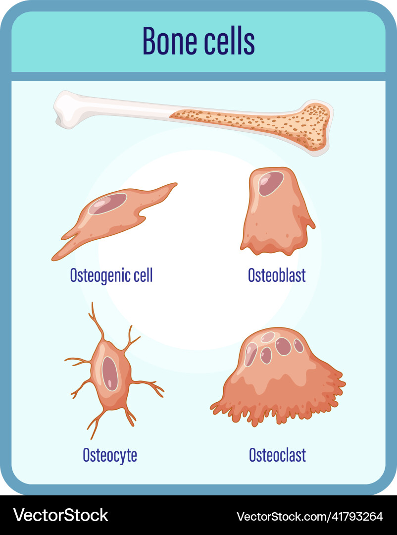 Human bone cells anatomy Royalty Free Vector Image