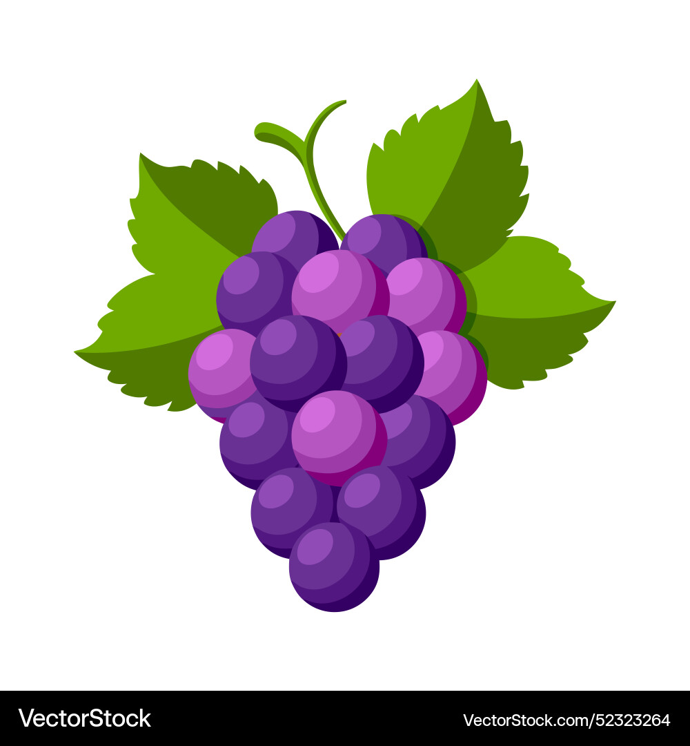 Purple grapes Royalty Free Vector Image - VectorStock