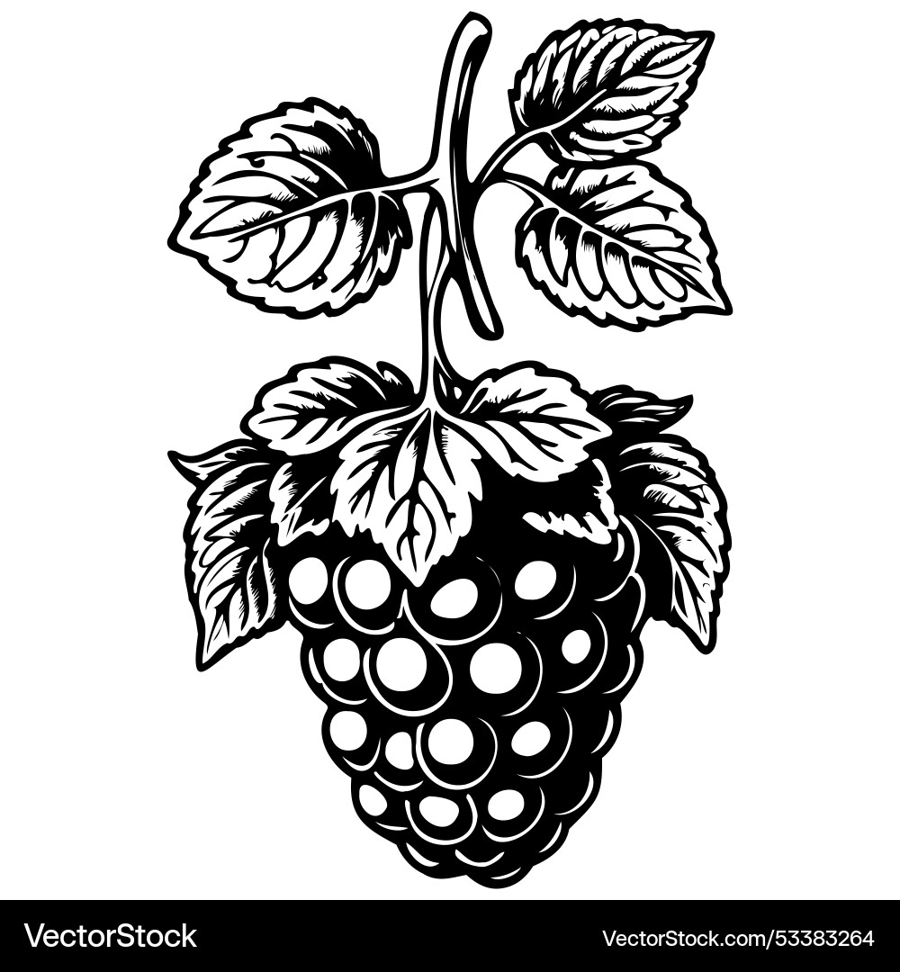 Vintage black raspberry engraving drawing Vector Image