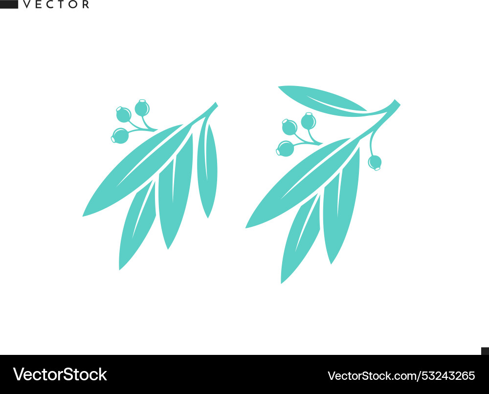 Eucalyptus tree isolated branch Royalty Free Vector Image