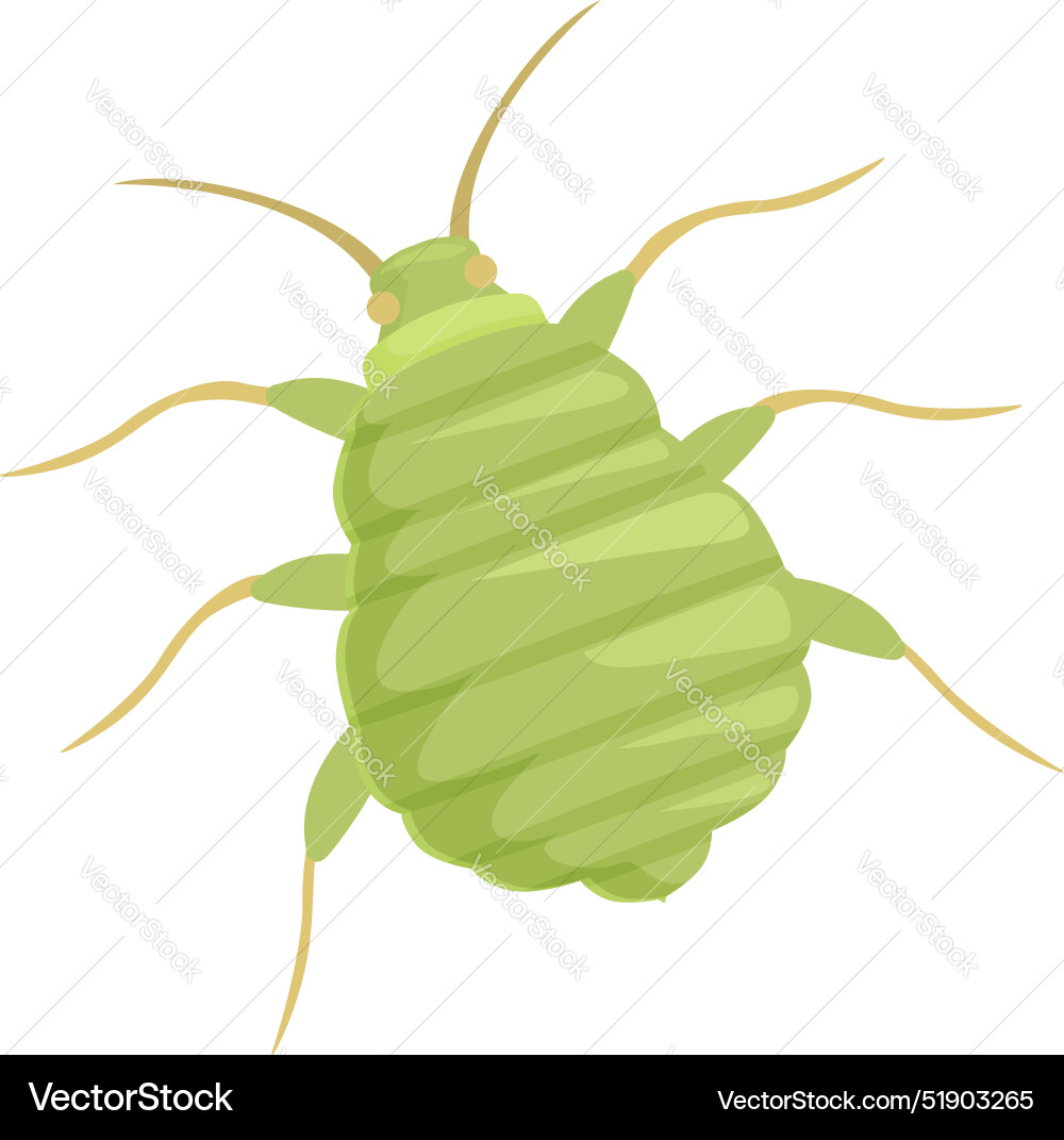 Green aphid insect pest crawling on white Vector Image