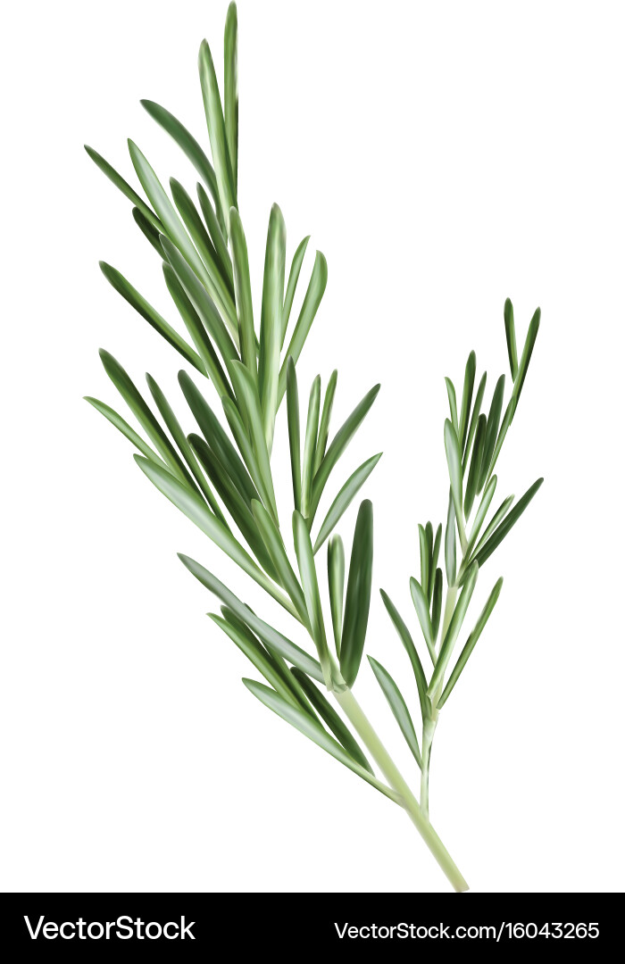 Sprig of rosemary Royalty Free Vector Image - VectorStock