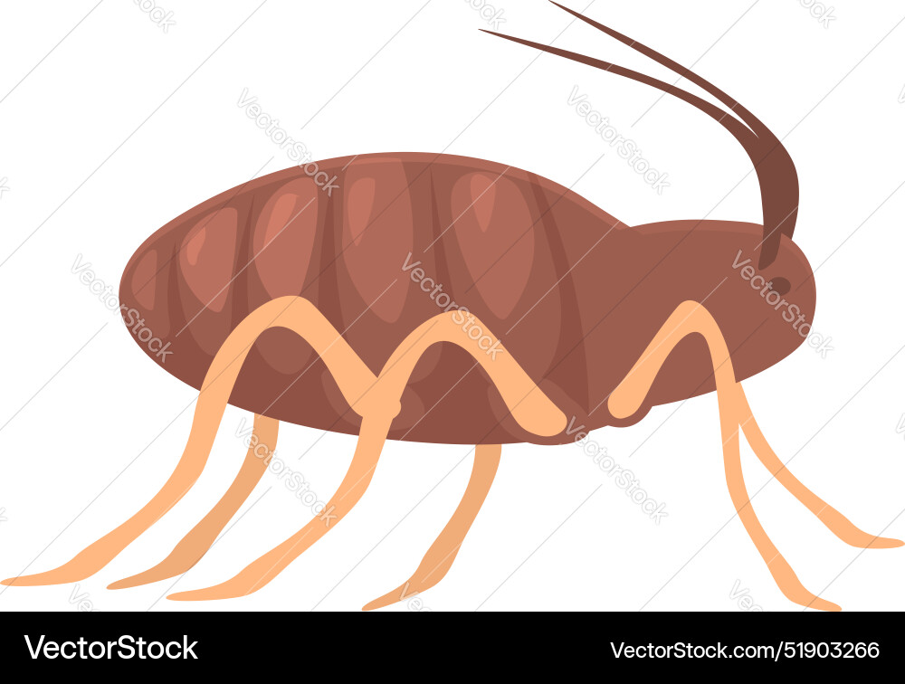 Brown flea insect crawling with long legs Vector Image