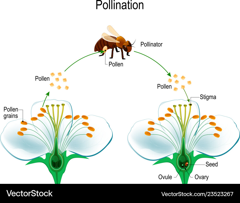 Cross Pollination Vector Images (37)