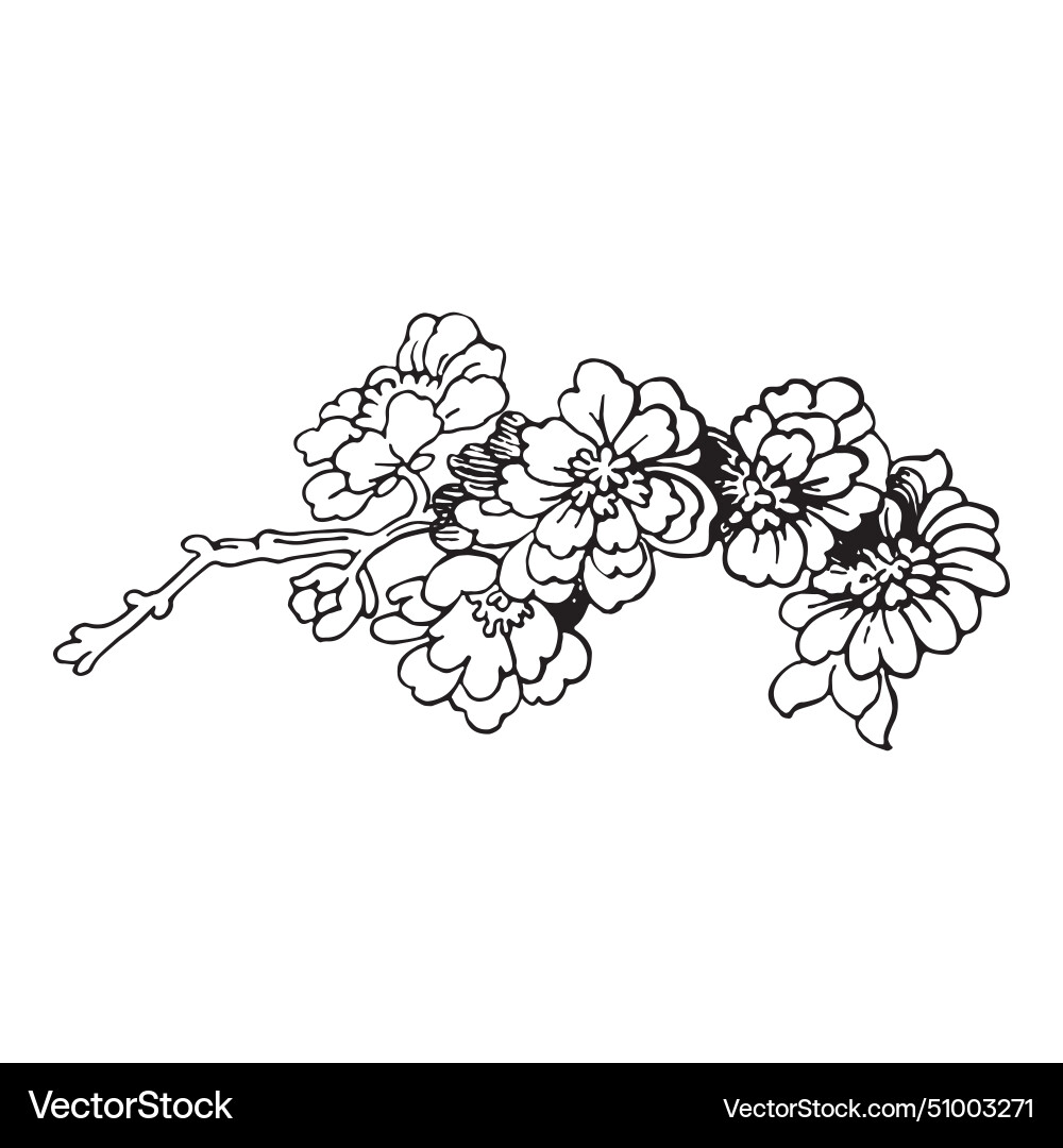 Festive sakura isolated on white background Vector Image