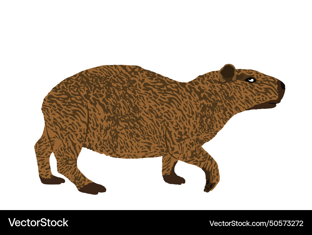 Capybara isolated on white Royalty Free Vector Image