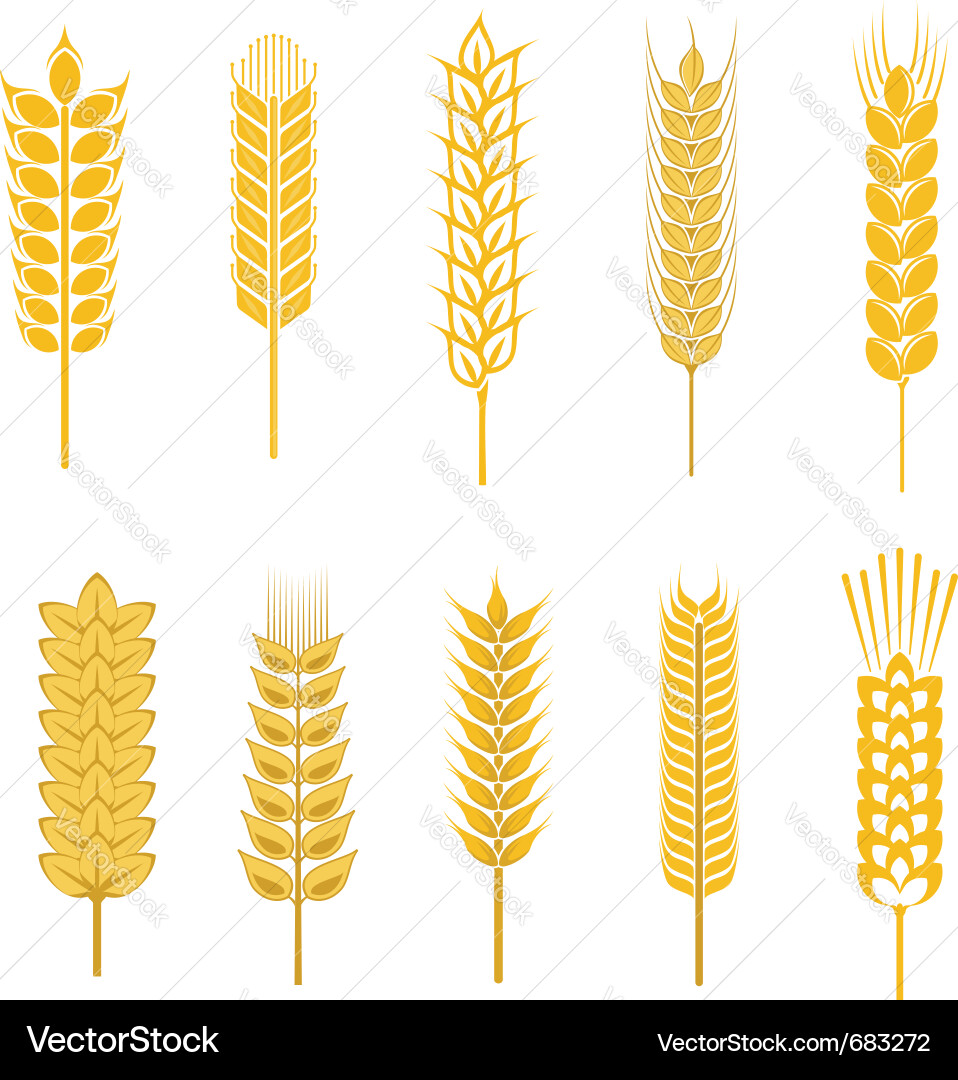 Wheat and Grain Symbols Royalty Free Vector Image