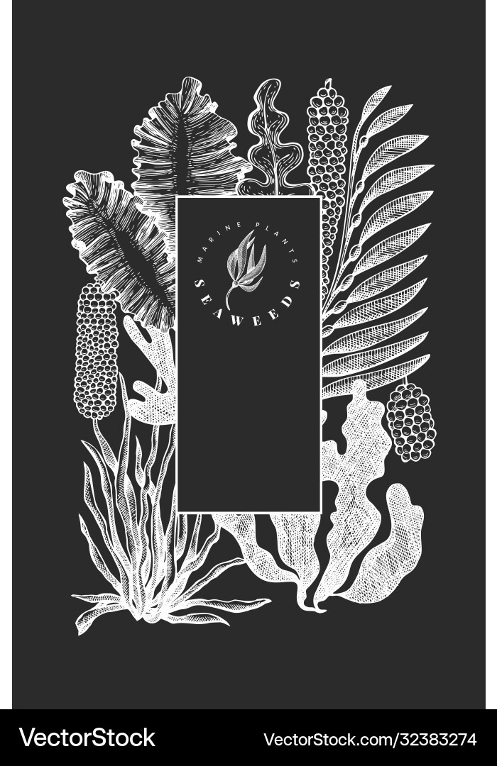 Seaweed design template hand drawn seaweeds Vector Image