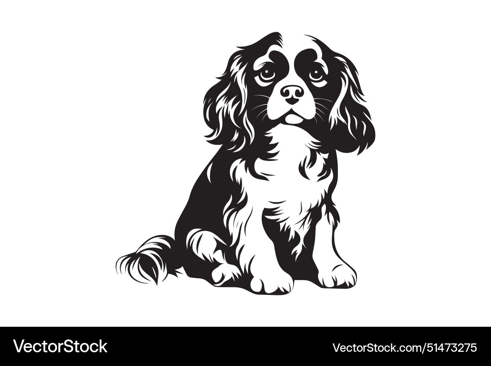 Cavalier king charles spaniel dog - isolated Vector Image