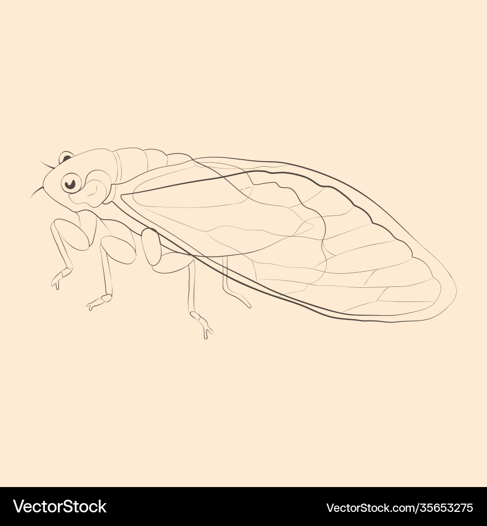 Cicada Royalty Free Vector Image - VectorStock