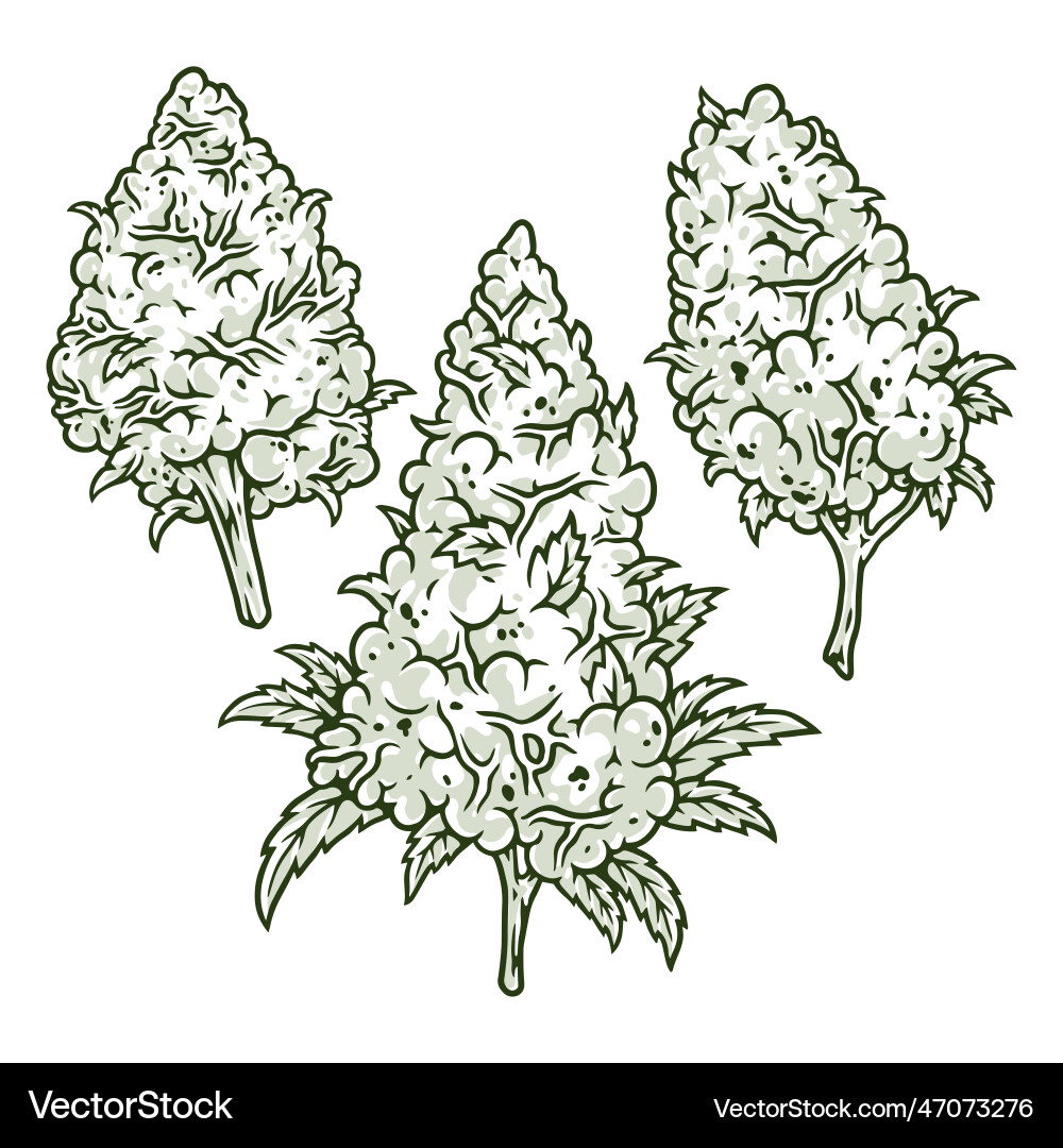 Blooming cannabis monochrome set sticker Vector Image