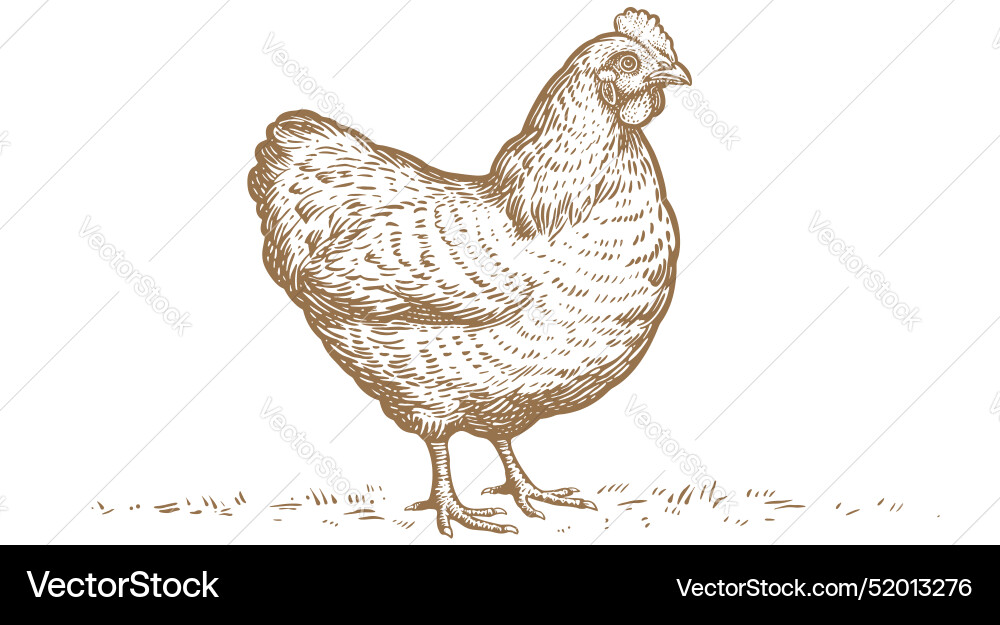 Chicken hen sketch vintage retro print Royalty Free Vector