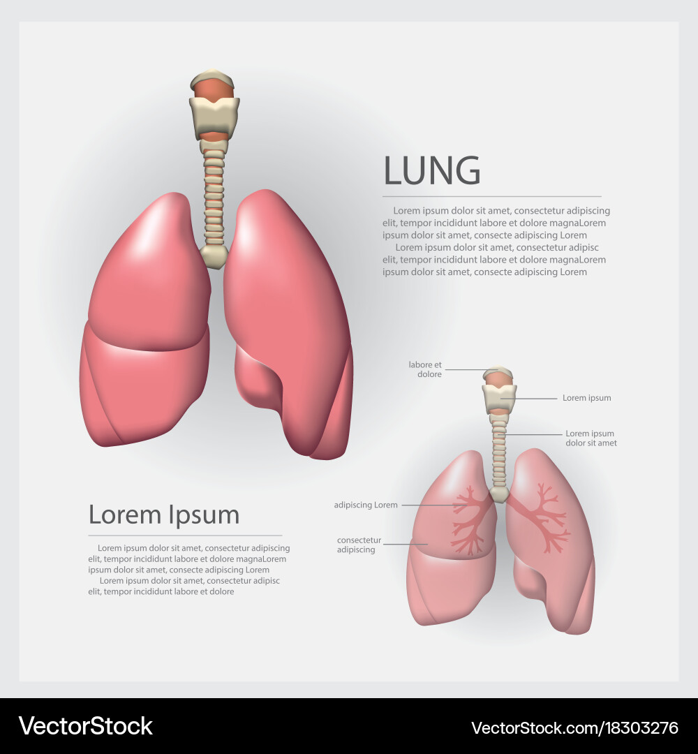 Detailed Lung Anatomy Diagram Royalty Free Vector Image