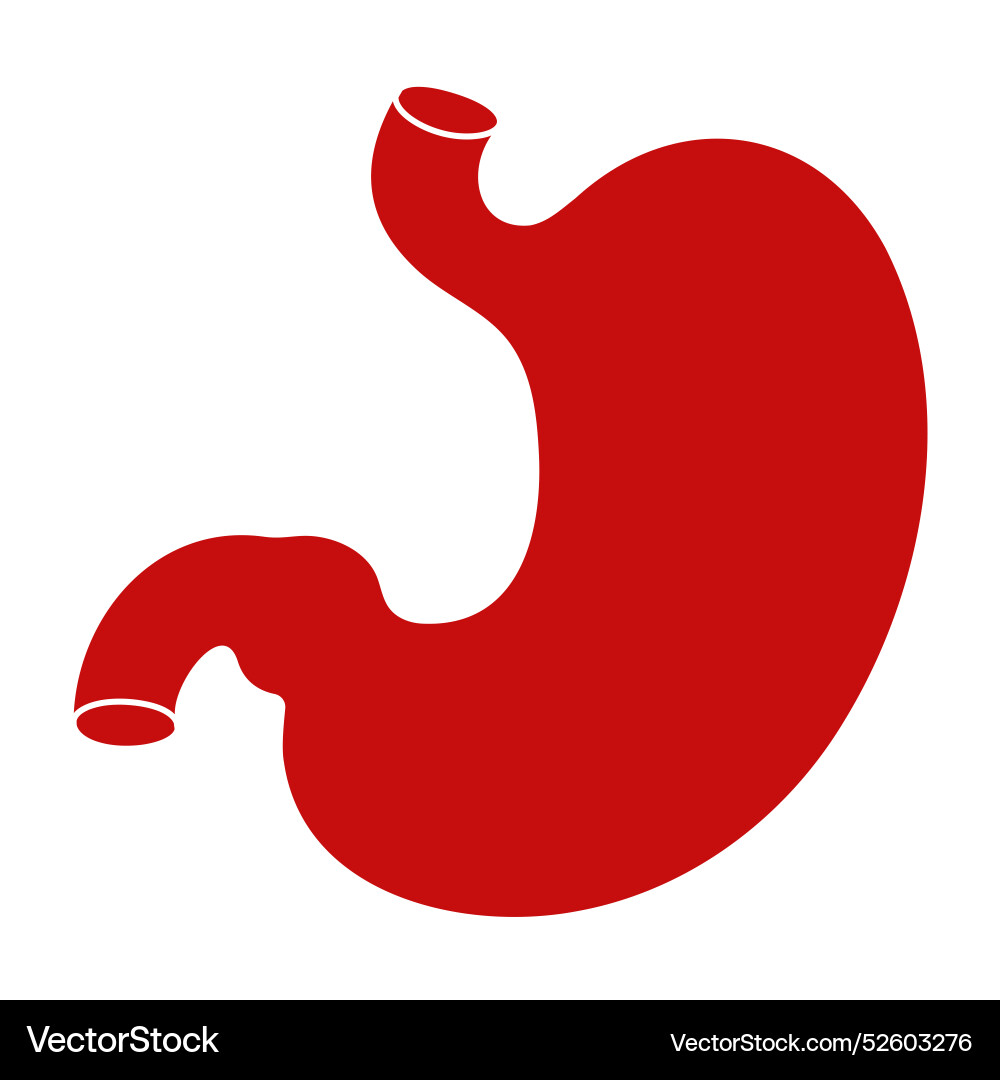 Stomach icon isolated in white background Vector Image