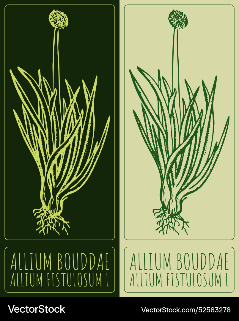 Drawing welsh onion hand drawn Royalty Free Vector Image