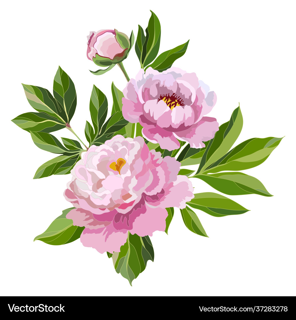 Pink Peony Bouquet Royalty Free Vector Image - VectorStock