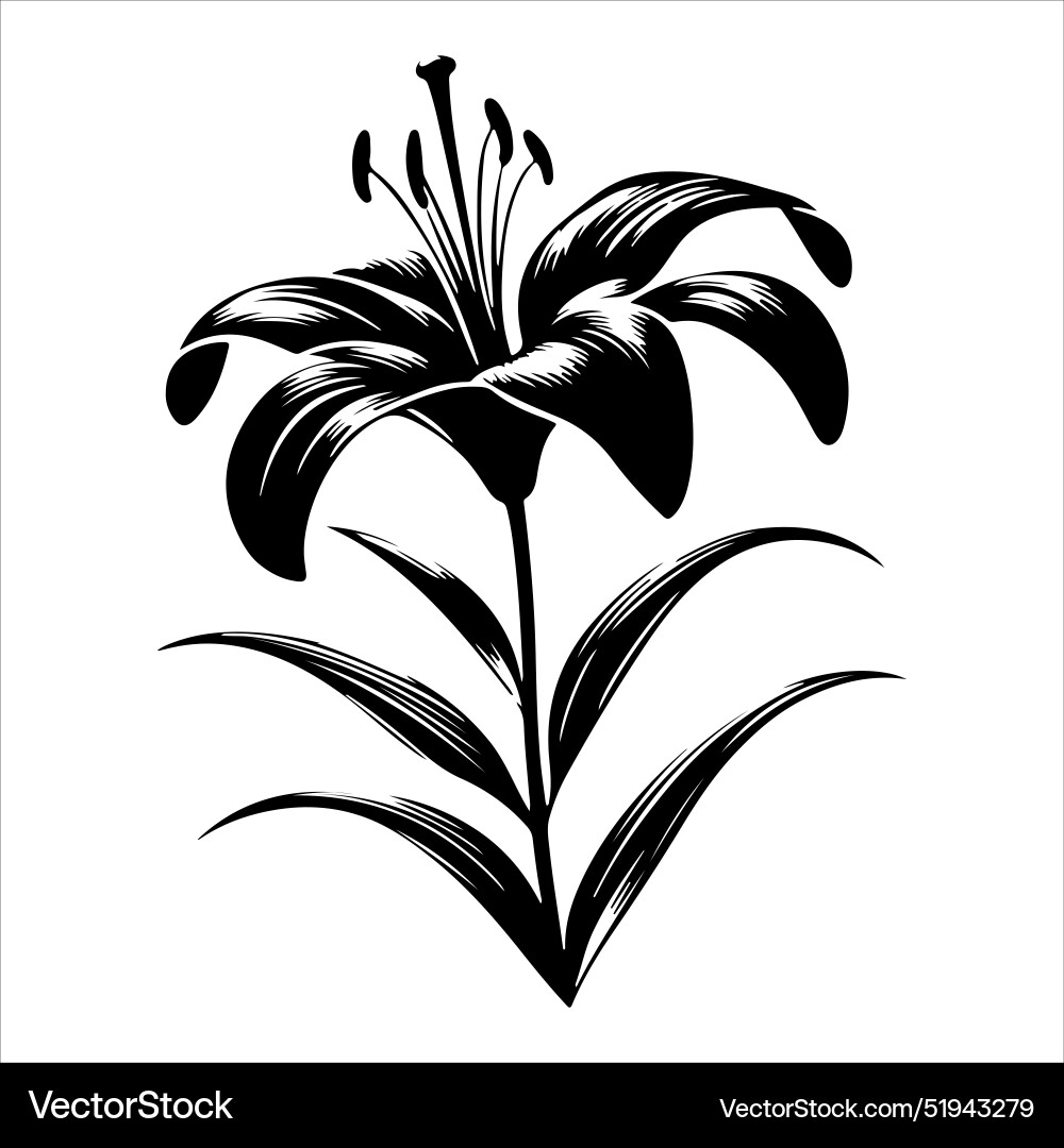 Lily Royalty Free Vector Image - VectorStock