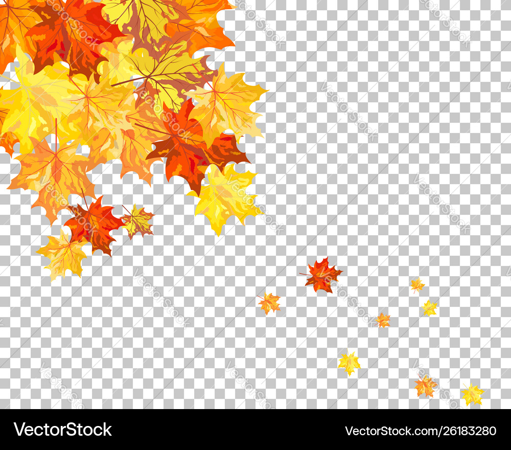 Autumn maple leaves Royalty Free Vector Image - VectorStock