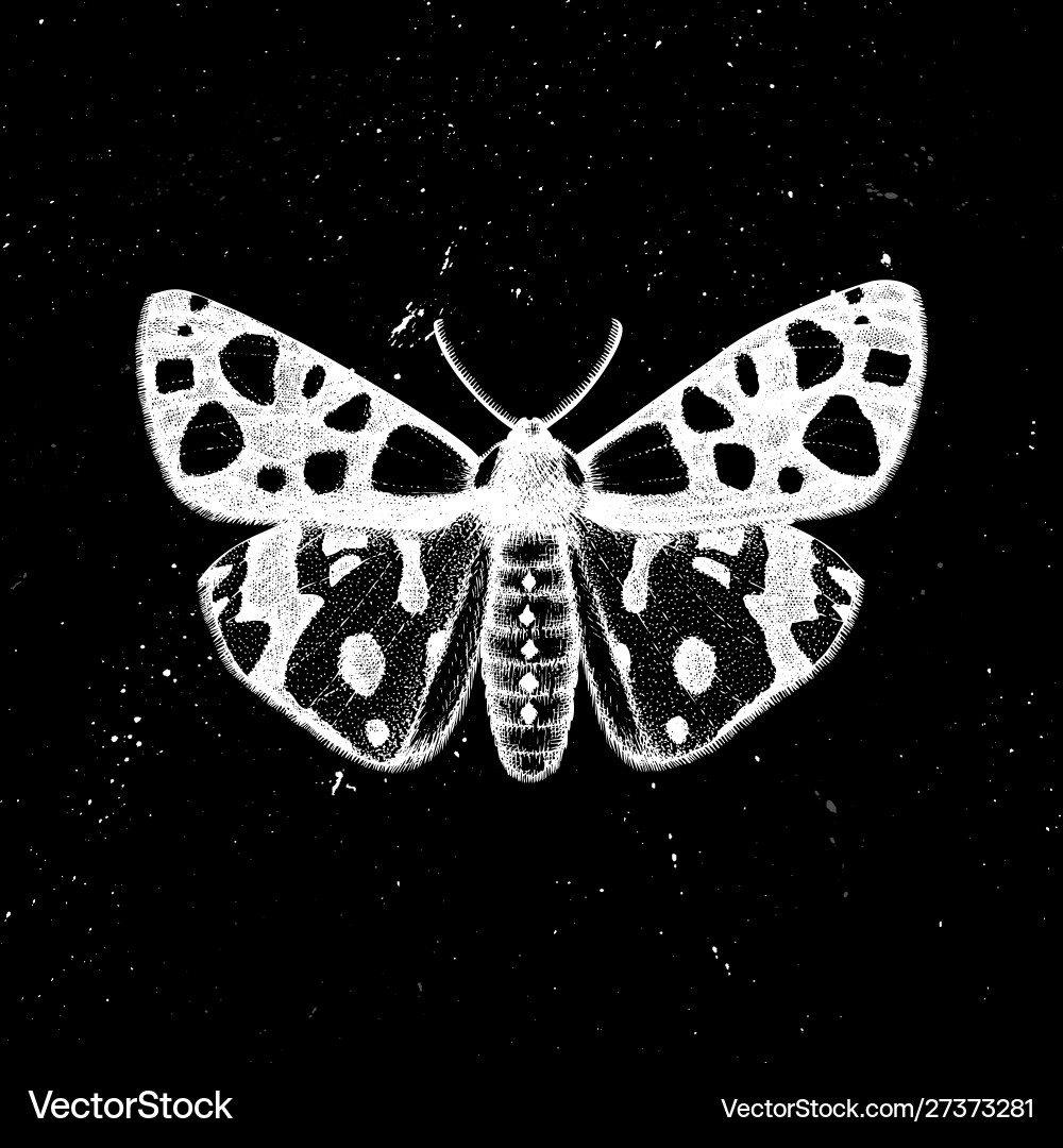 Mystic Moth: Dark Art Enigma Royalty Free Vector Image
