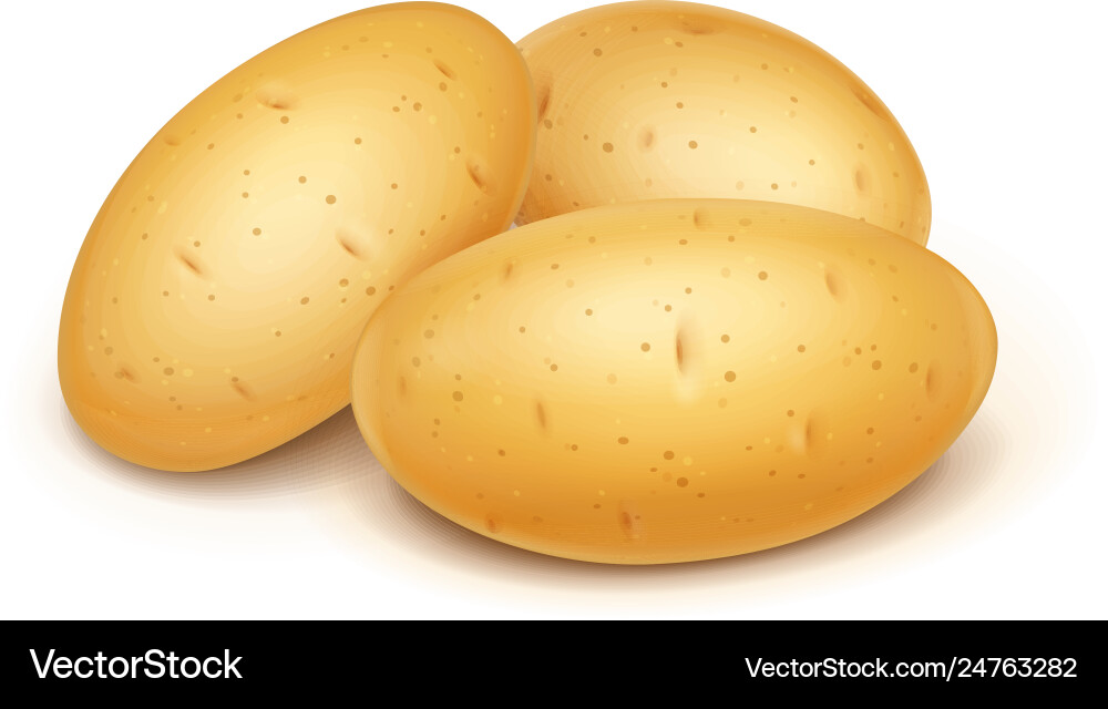 Fresh Potatoes on White Background Royalty Free Vector Image