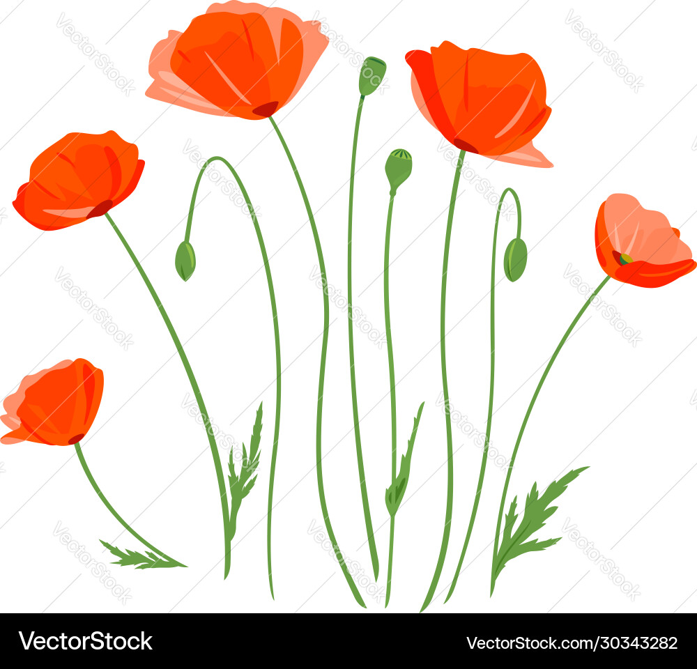 Red Poppy Flowers Royalty Free Vector Image - VectorStock