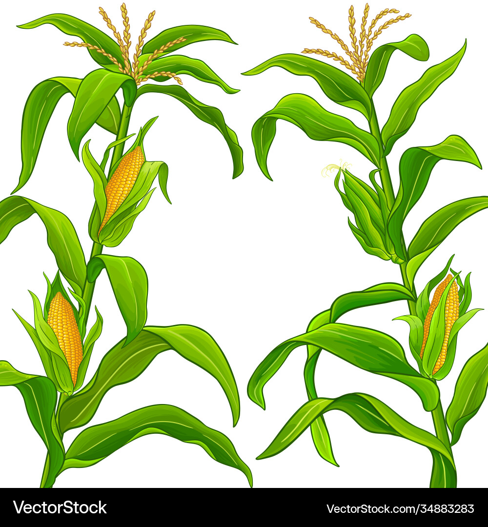 Corn frame Royalty Free Vector Image - VectorStock