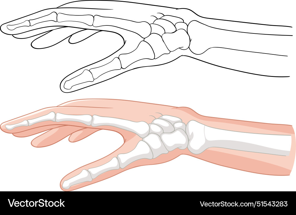 Detailed of hand bones and muscles Royalty Free Vector Image
