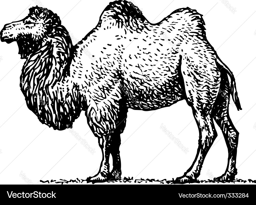 Camel Royalty Free Vector Image - VectorStock