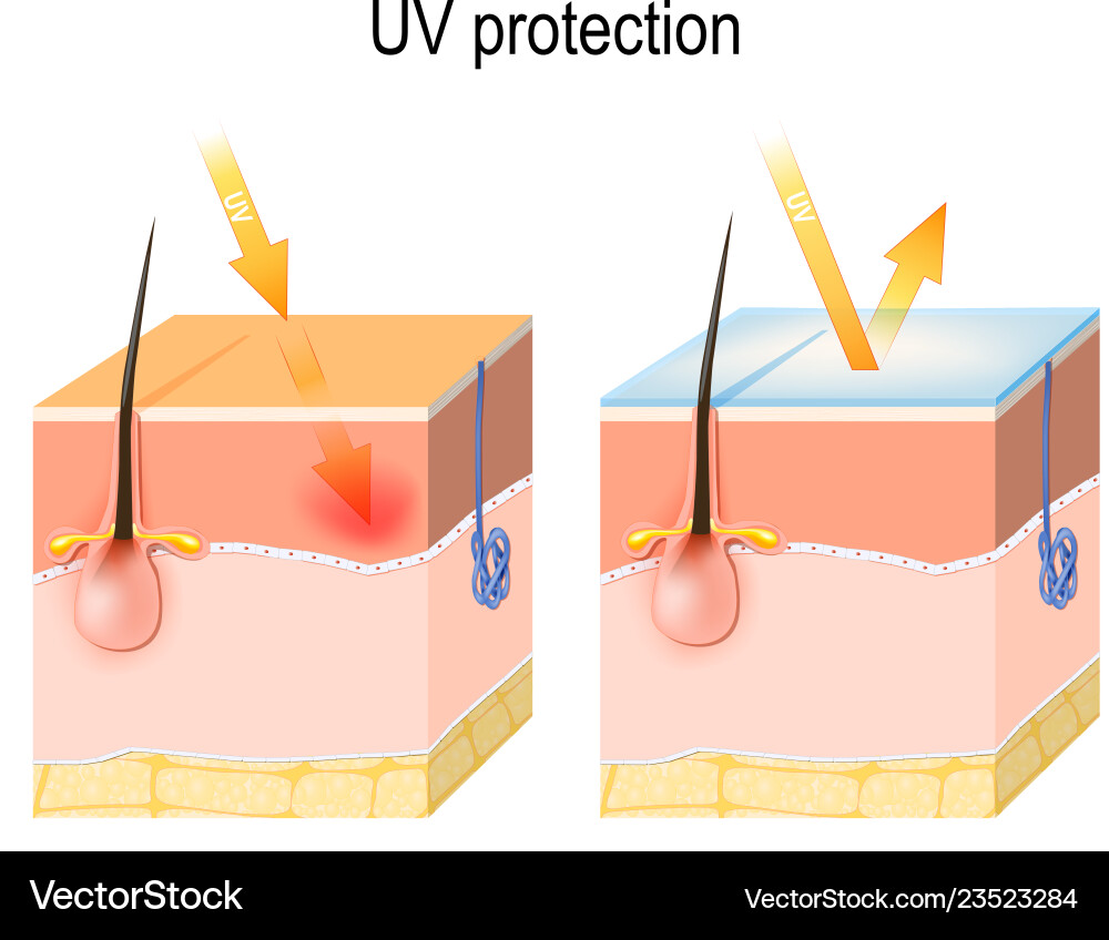 Uv protection for sensitive skin Royalty Free Vector Image