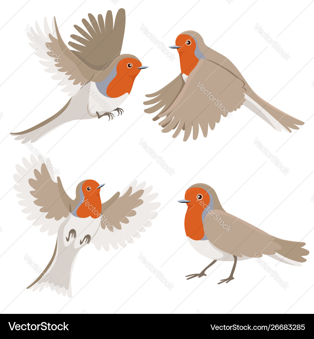 Robin bird set isolated on white background Vector Image