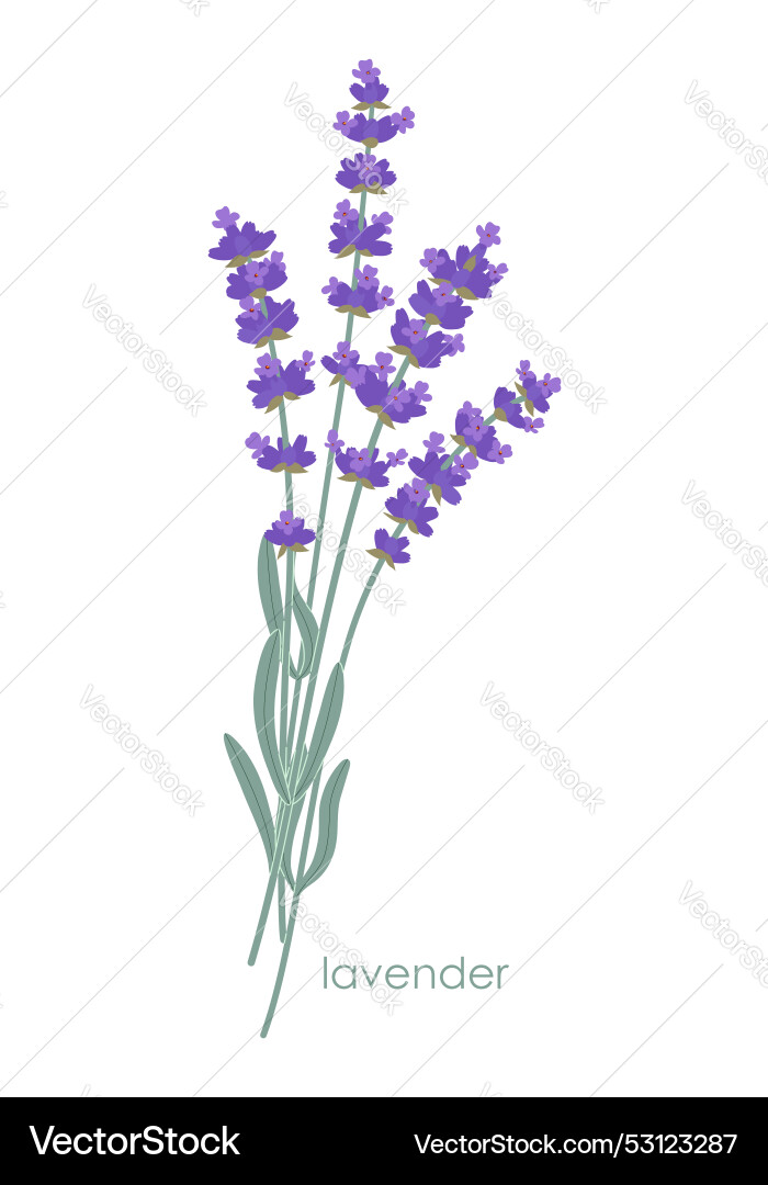 Simple lavender flowers isolated on white Vector Image