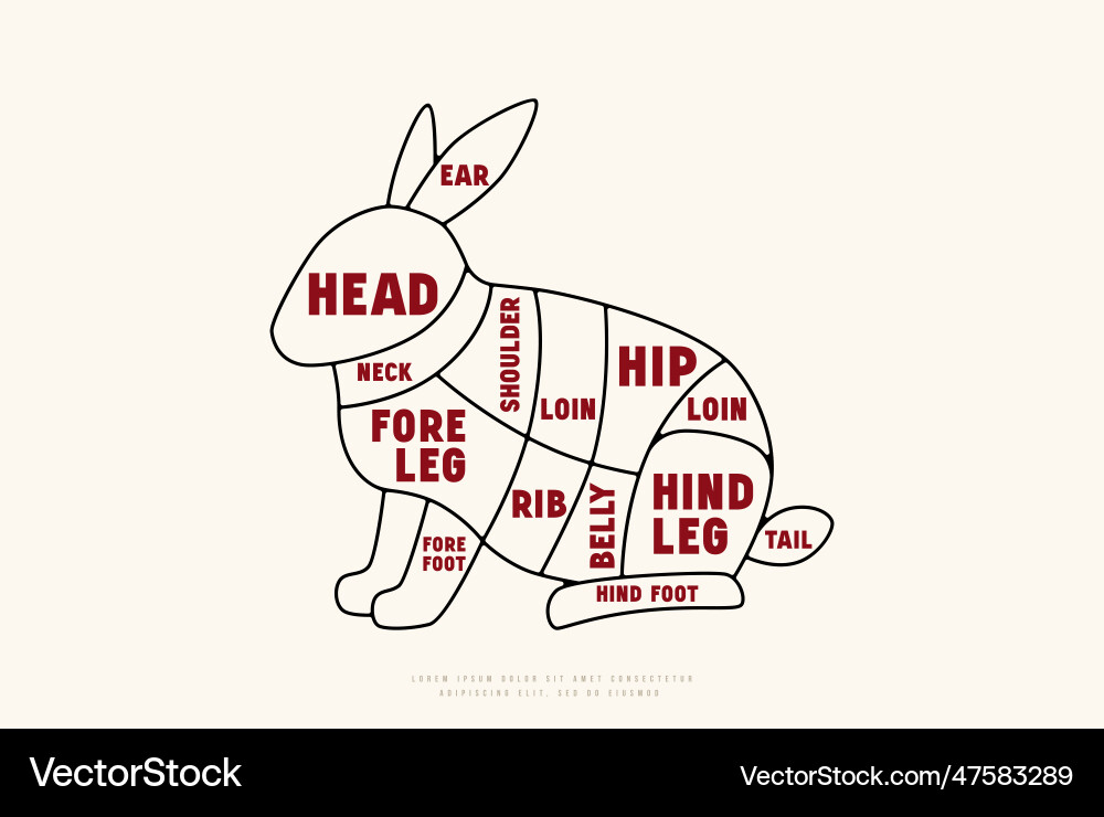 Rabbit cuts diagram in thin line style Royalty Free Vector