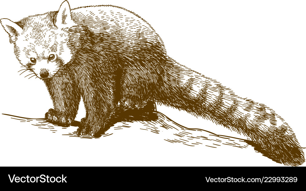 Red Panda Engraving Royalty Free Vector Image - VectorStock