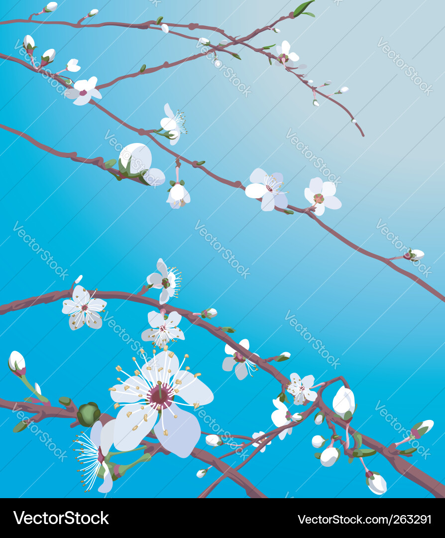 Blossom background Royalty Free Vector Image - VectorStock