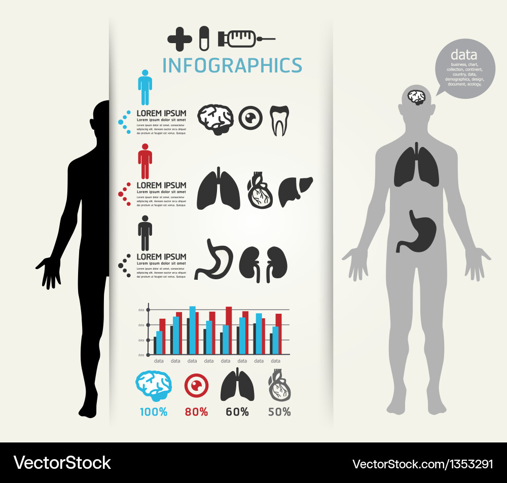 Human Anatomy Infographic Royalty Free Vector Image