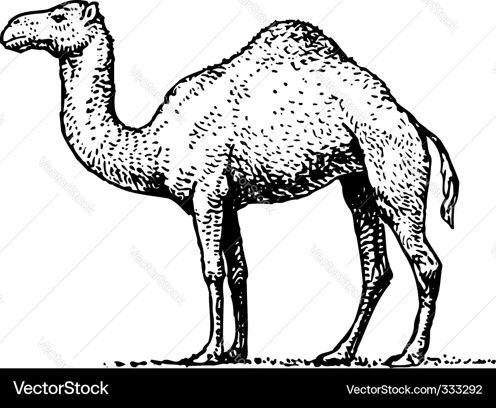 Camel Royalty Free Vector Image - VectorStock