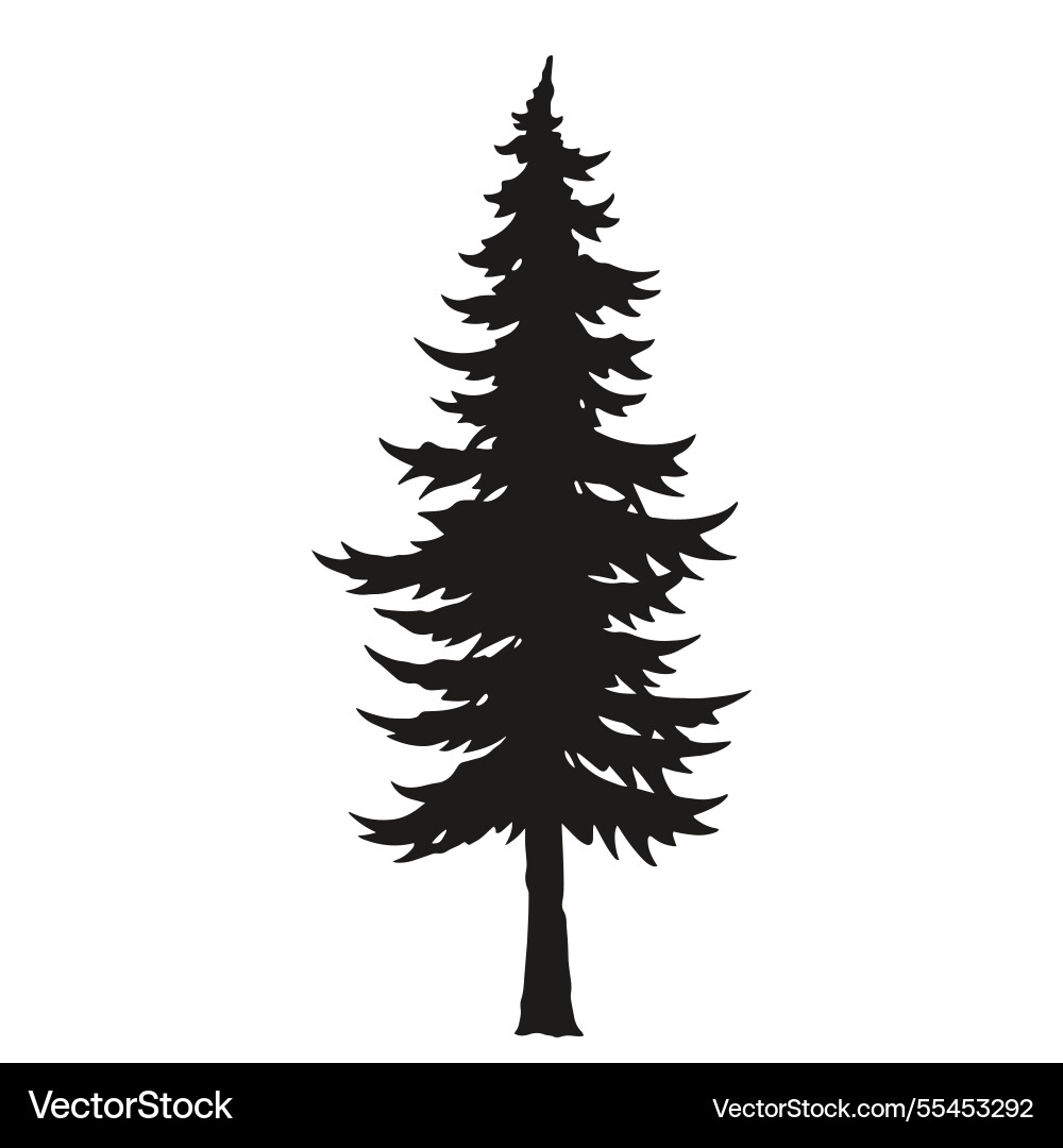 Evergreen tree silhouette on white Royalty Free Vector Image
